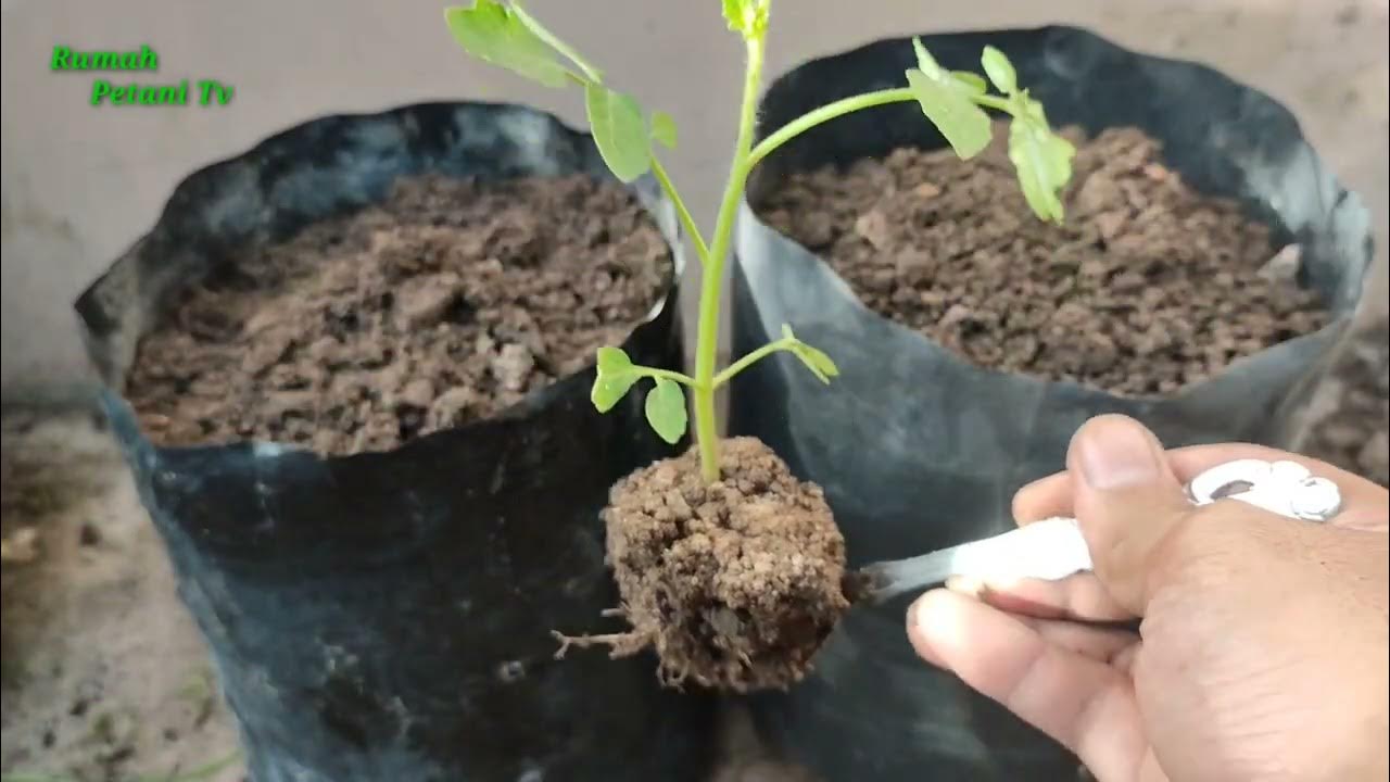 Cara menanam tomat dari biji di pekarangan - YouTube