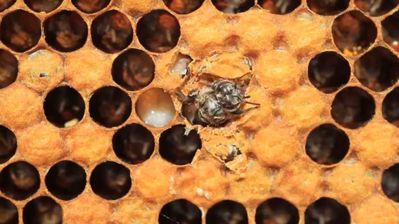 Worker bee emerging from a cell - YouTube