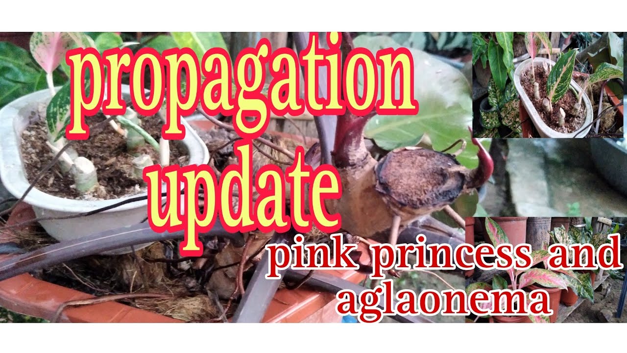 philodendron pink princess||aglaonema propagation update - YouTube