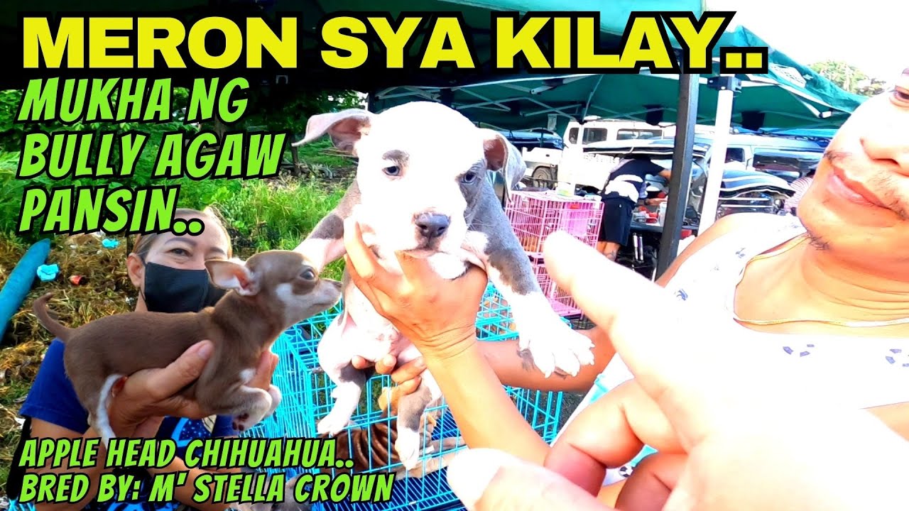 NAKAKA ALIW ANG MUKHA NG PUPPY NA ITO.. / BULLY NI KUYA MABILISAN SA 5K ...