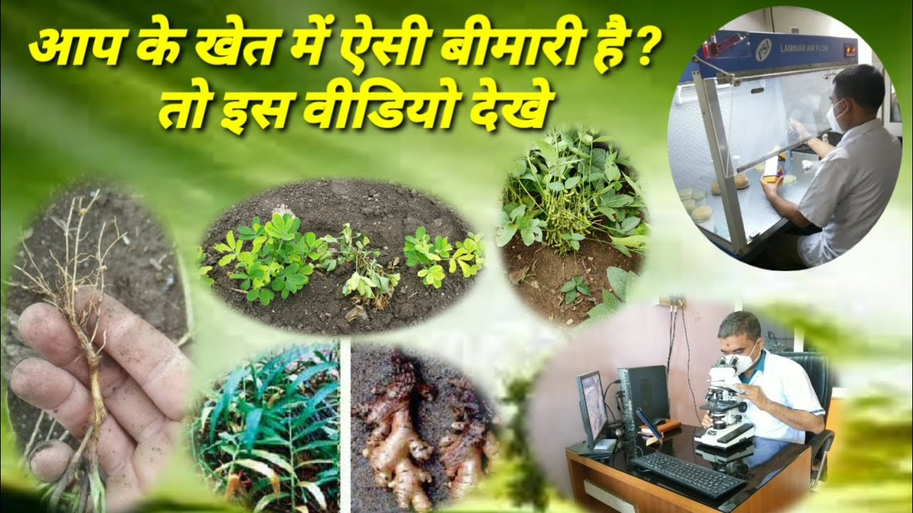 ##*ORGANIC FARMING BEST RESULT JIVRAS ORGANIC BACTERIA FULL INFORMATION ...