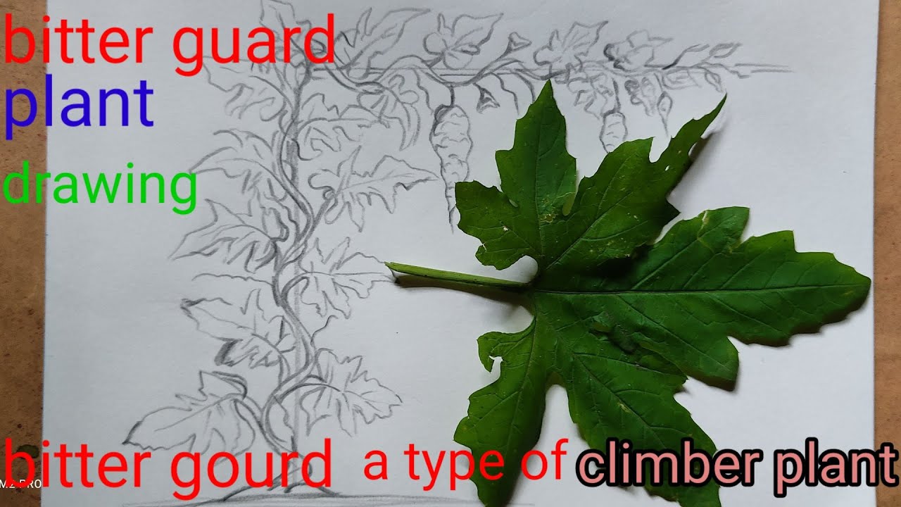 Bitter Gourd Plant Drawing