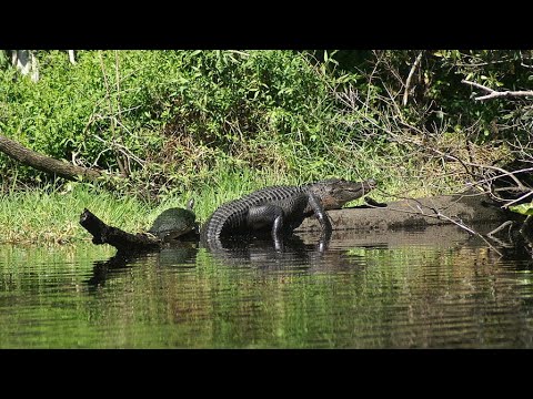 EXPLORING FOR CREEK ANIMALS - YouTube
