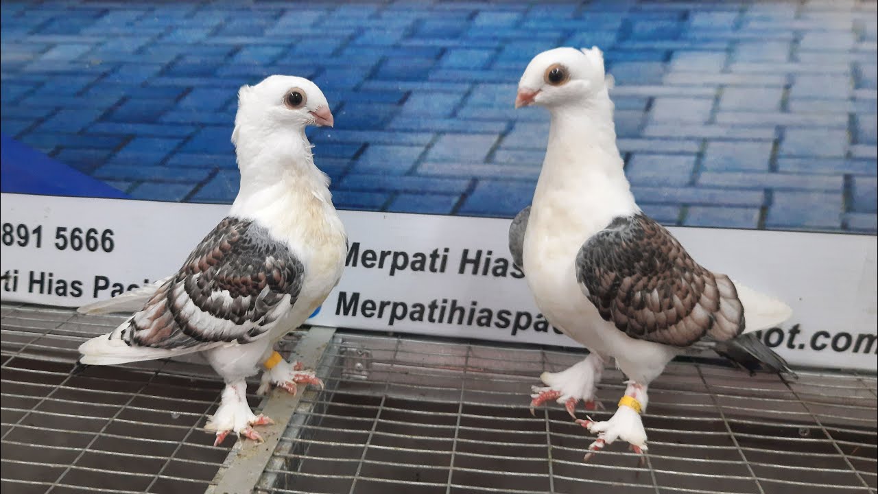 MERPATI SANTINET 17012021 - YouTube