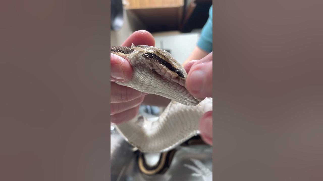 Stuck eye caps on snake. Removal - YouTube