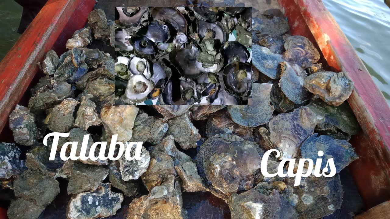 Pinasingawang talaba o oyster/ catch&cook - YouTube