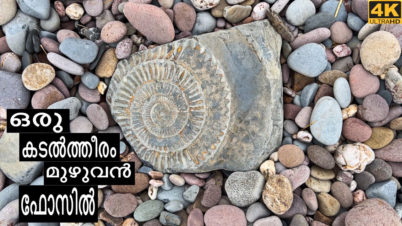 A beach full of fossil. Kilve beach United Kingdom - YouTube