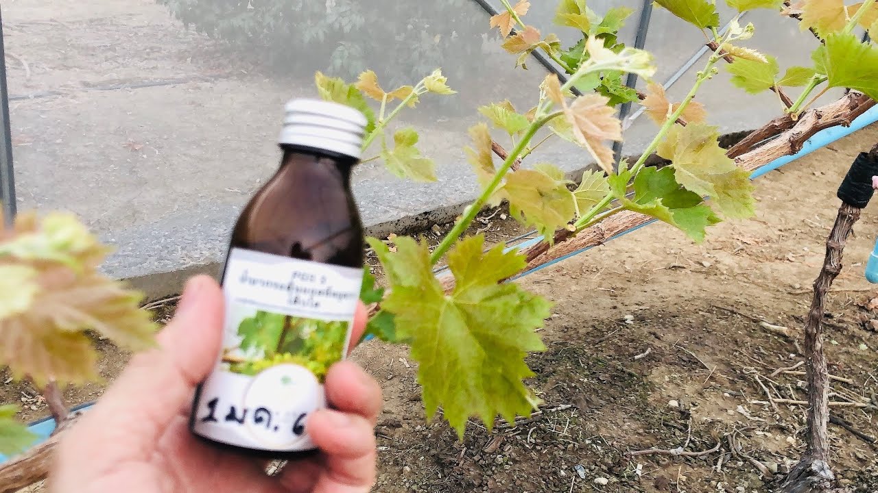 อัพเดทหลังทา PGS3 ได้9 วัน - YouTube