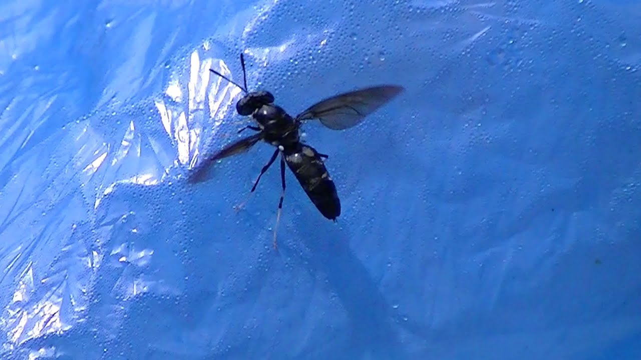 Hermetia Illucens - Black soldier fly - Mosca-soldado (Stratiomyidae ...