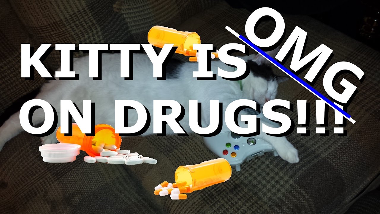 KITTY IS ON DRUGS - YouTube