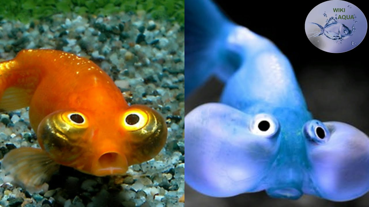 classification of goldfish - 1 - YouTube