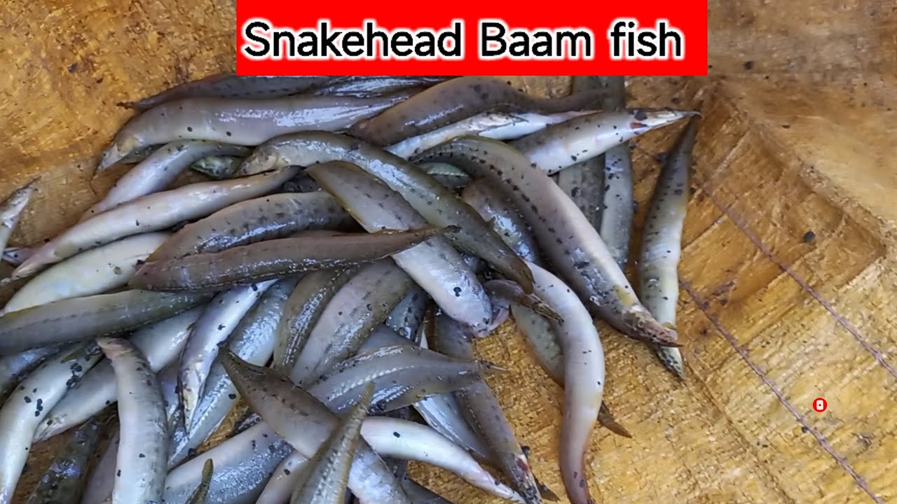 fish catching baam fish | best fish catch 🐟🐠 village fish baam amazing ...