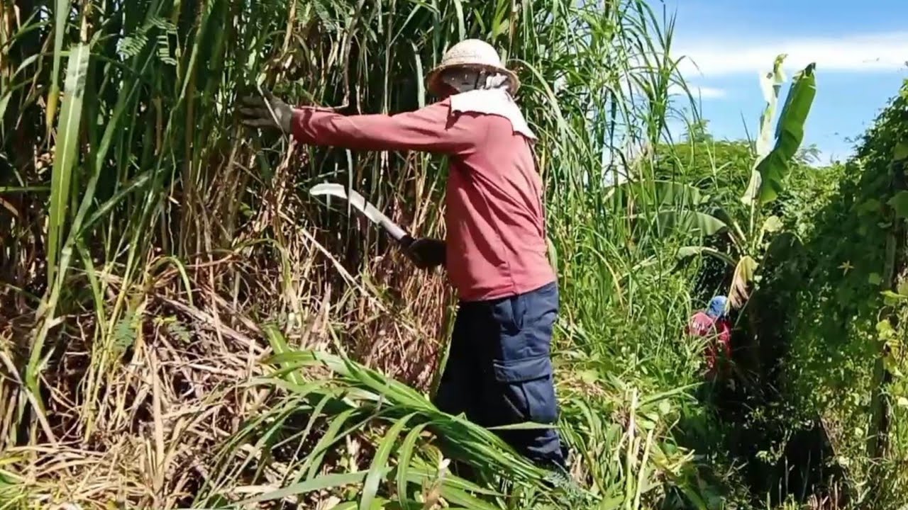 Cutting Overgrown Grass Outside Perimeter Fence by Hand - YouTube