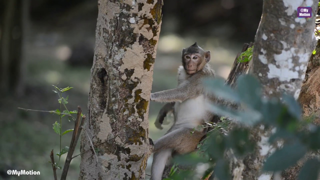 The only wild monkeys in Cambodia - YouTube
