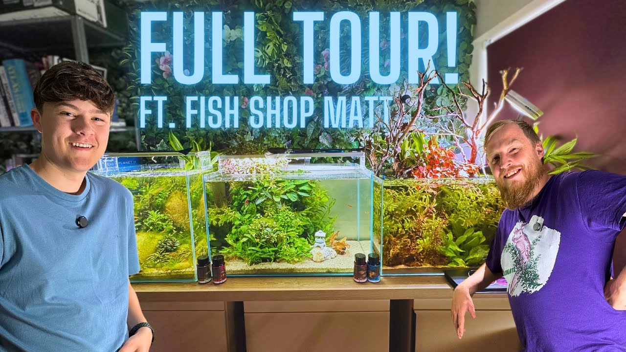 *EXCLUSIVE* FISHROOM TOUR Of Fish Shop Matt's Aquariums (Ft ...