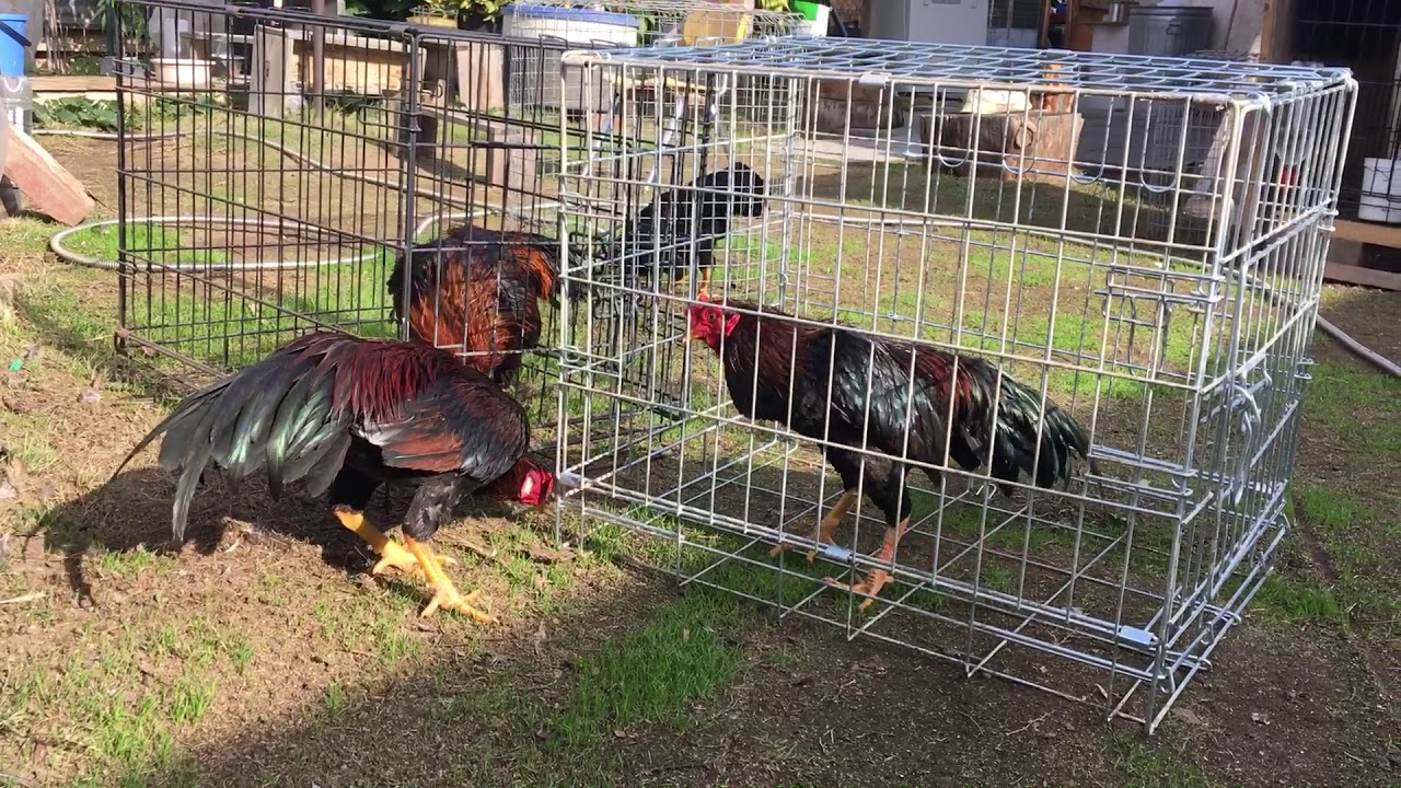 Bantam asil roosters - YouTube