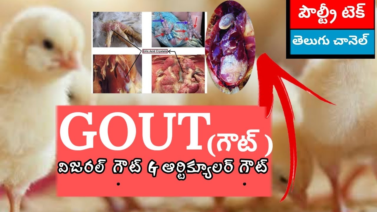 GOUT in Poultry / Nephritis/prevention /Gout Treatment /Broiler farming ...