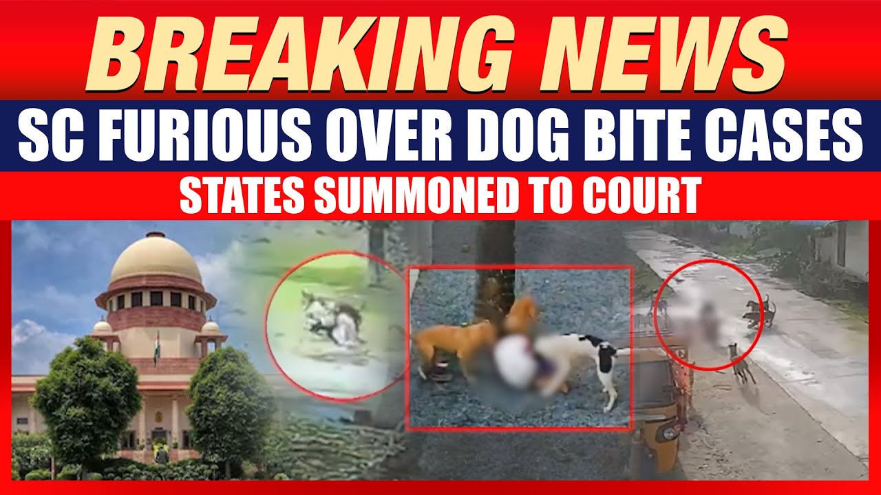 Supreme Court Slams States Over Rising Dog Bite Cases | Orders Chief ...