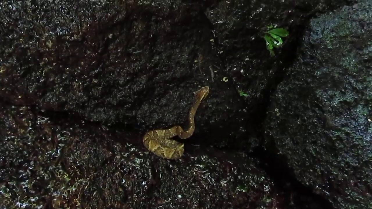 Jararaca (Bothrops jararaca) filhote na espreita - YouTube
