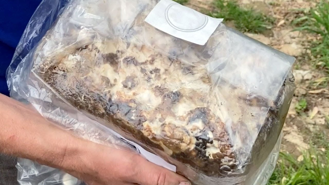 Creating a Woodland Blewit Mushroom Garden - YouTube