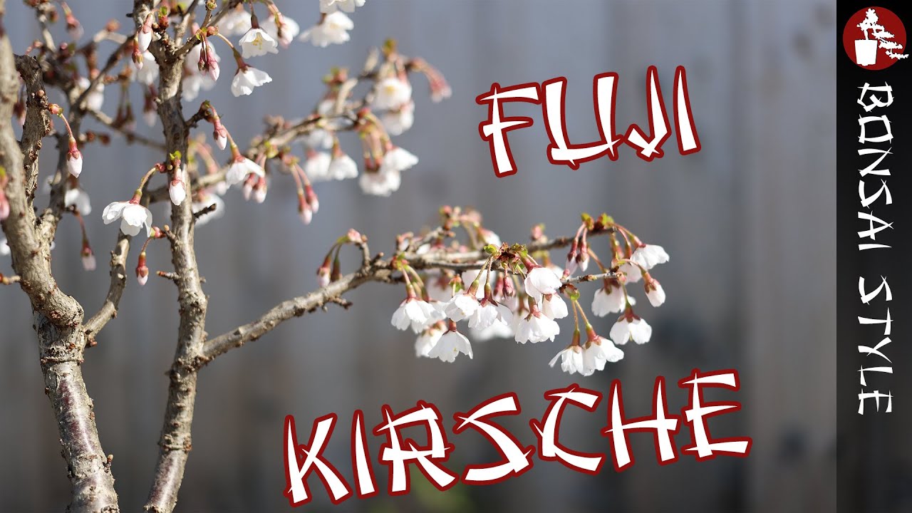 Fuji Kirsche in voller Blüte | #089 Bonsai Style - YouTube