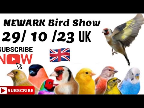 NEWARK bird show uk. Part { 1 ]. 29/10/23 نمايشگاه پرندگان زينتي انگليس ...