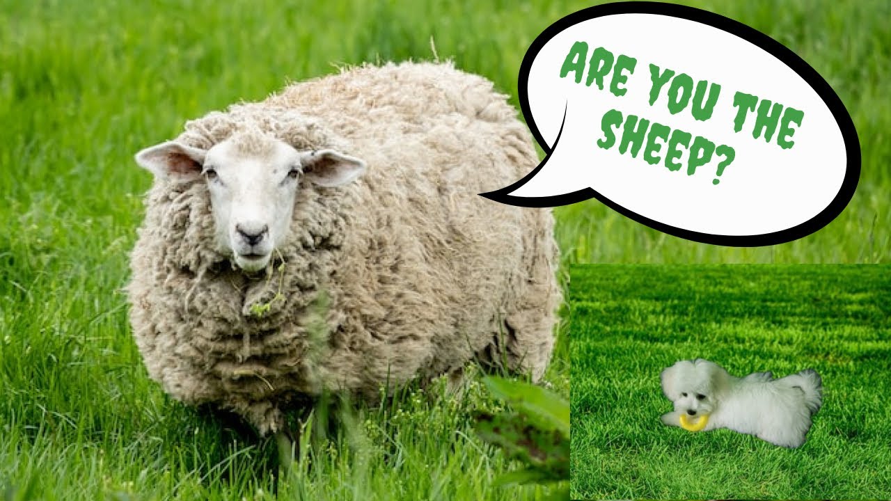 My Dog JESSICA I Maltese dog or sheep I Cute pets I Who are you - YouTube