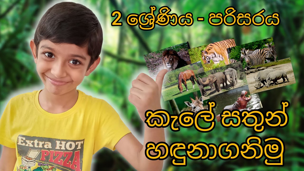 Let's Learn about Wild Animals |කැලේ සතුන් හඳුනාගනිමු | Grade 2 ...