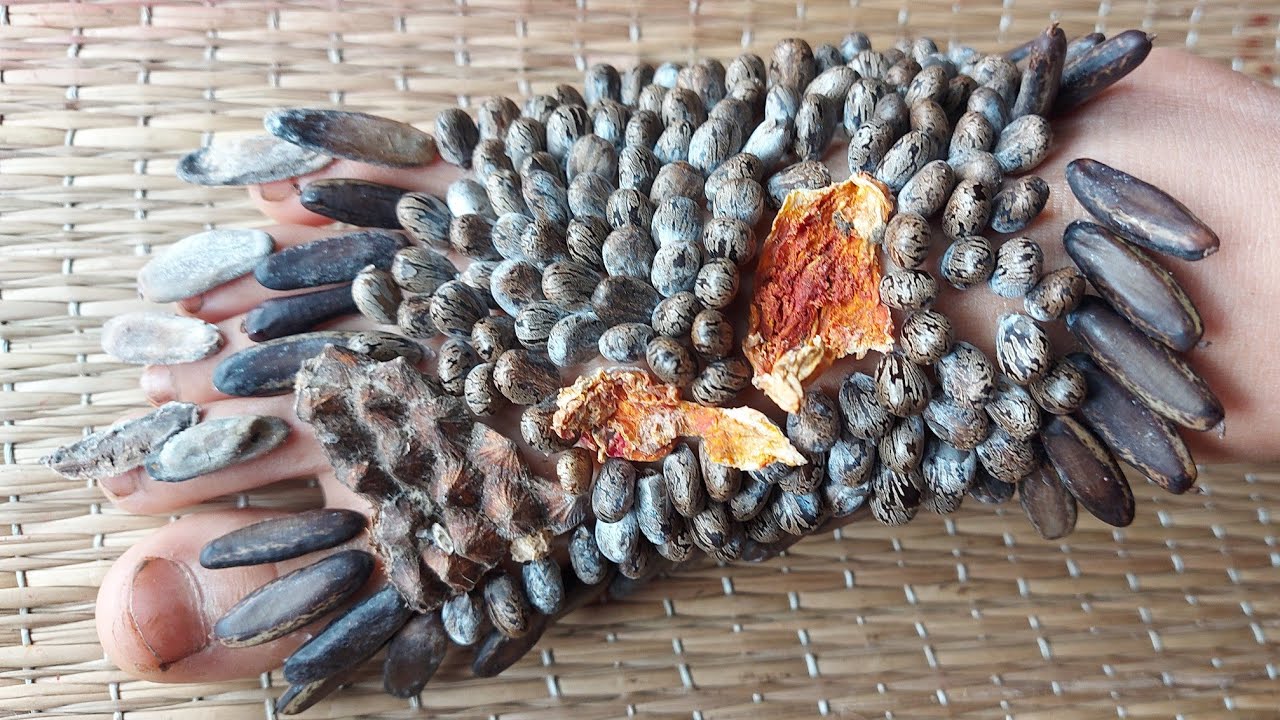 covered with a plastic bag to prevent ticks from being removed - YouTube