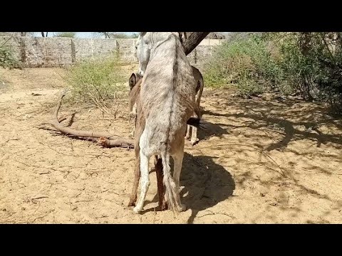 Donkey male and female donkey 🐴 THARPARKAR 
