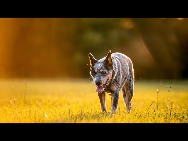 Papel De Parede Doge Hd HD Doge Wallpapers | Peakpx