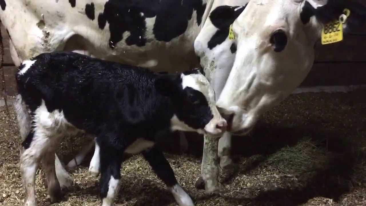 New born baby Twins dairy calves born - YouTube