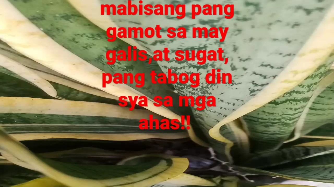 swerte daw pag may tanim kang snake plants sa palibot ng bahay, dahil ...