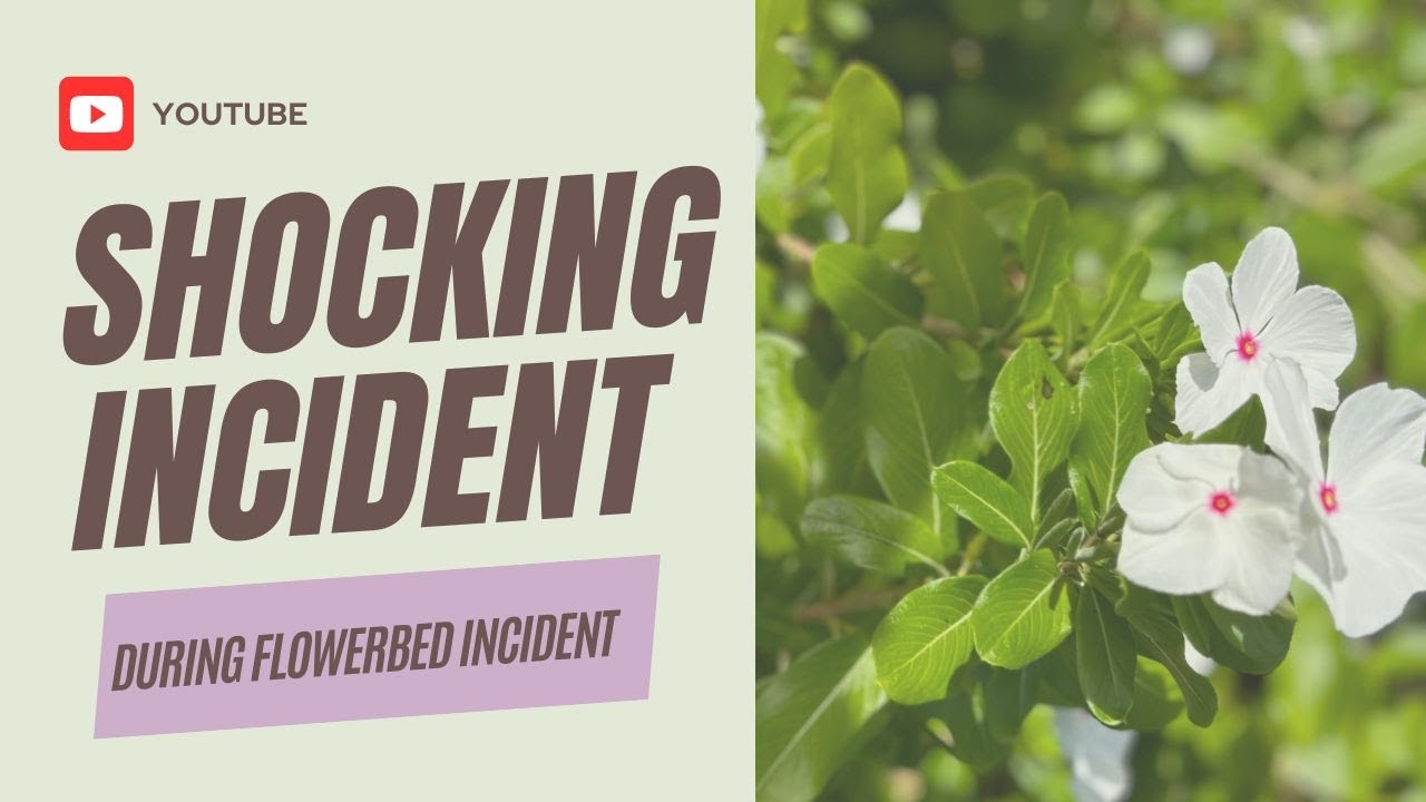 Shocking Incident During Flowerbed Cleanup - YouTube