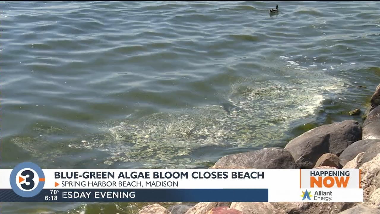 Blue-green algae bloom prompts first beach closure of 2023 season - YouTube