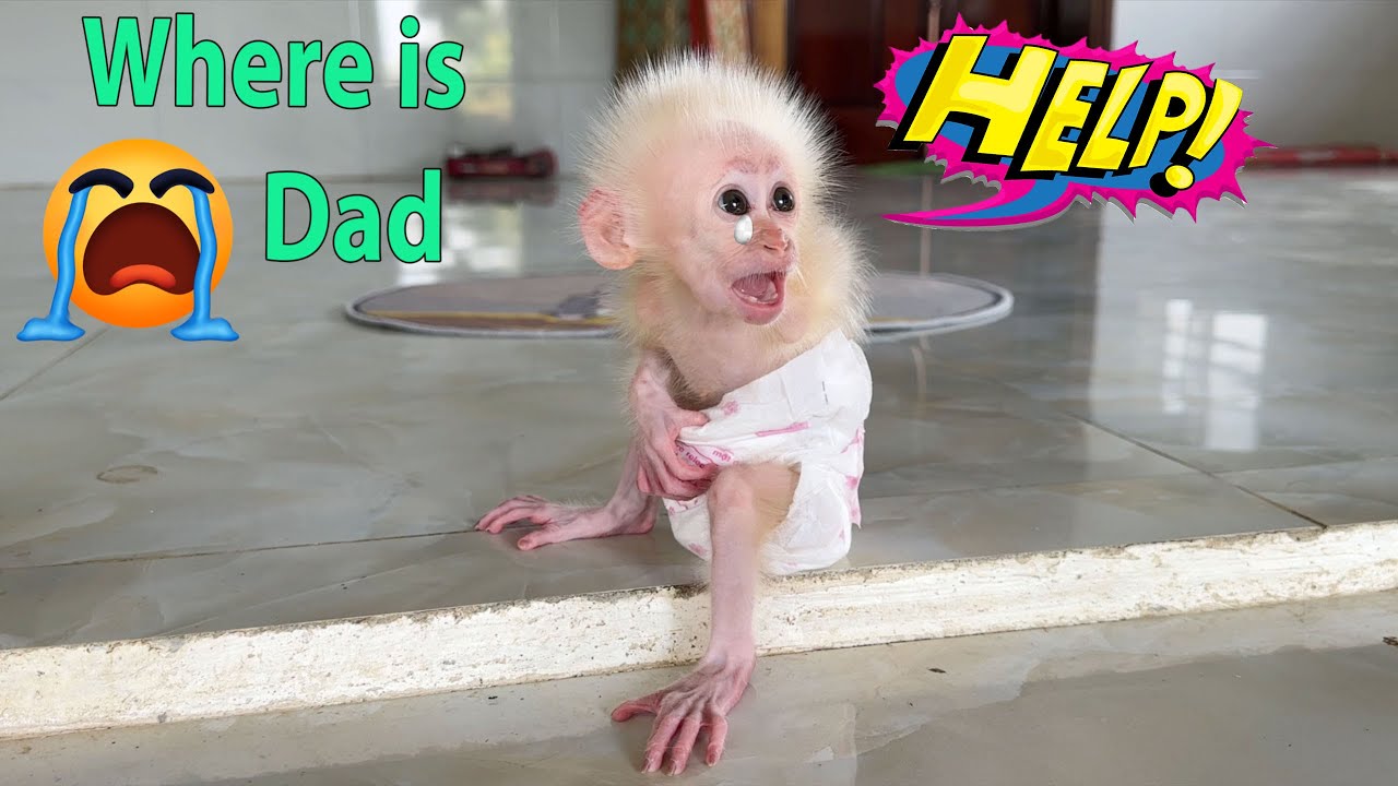 Baby monkey Zizi cried and got up and ran in vain to find Dad and ...