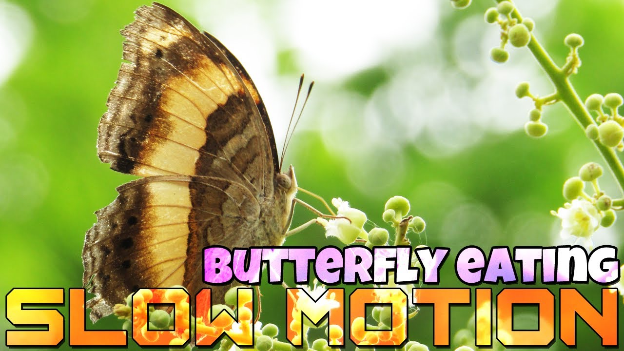 Beautiful butterfly slow motion video - YouTube