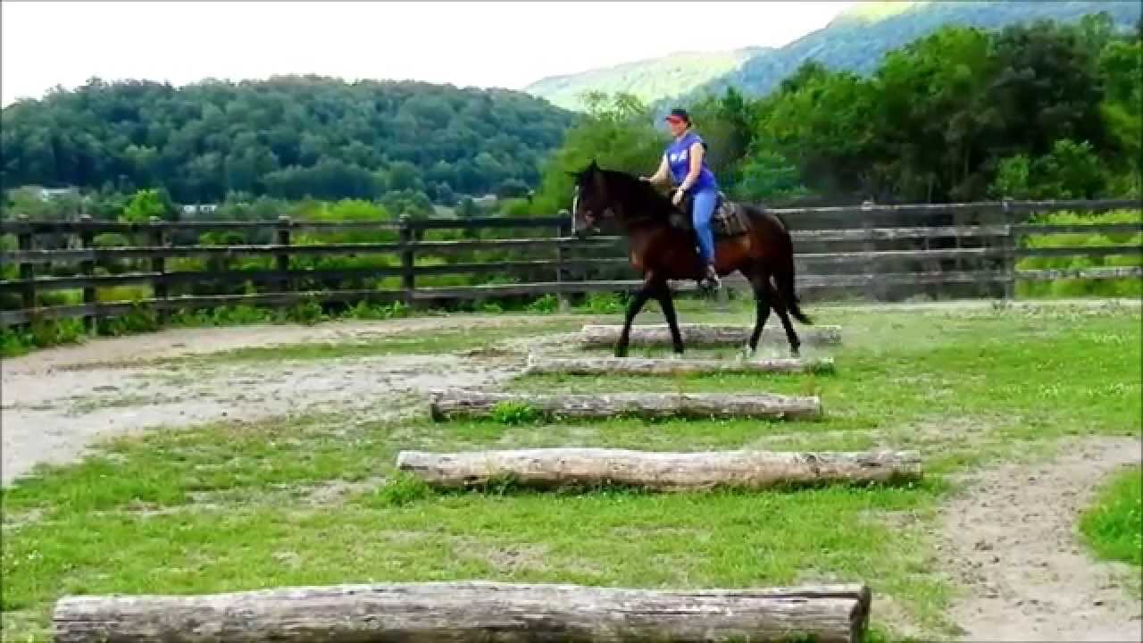 GINGER - SHADOW RIDGE STABLES - YouTube