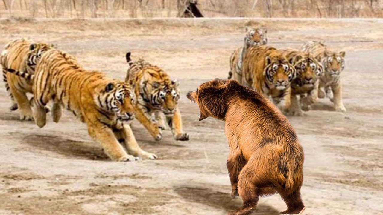 Most Amazing Moments Of Wild Animal 2022 - Wild Discovery Animals p14 ...