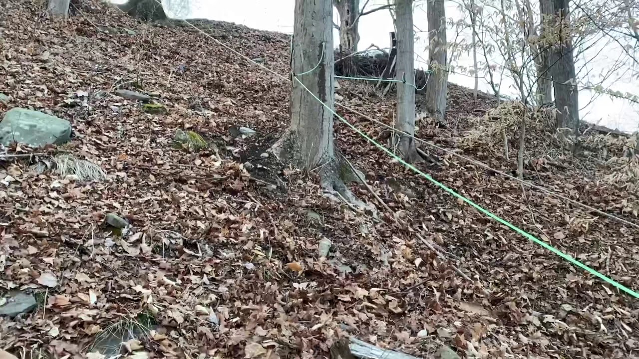 Maple syrup sap run - YouTube