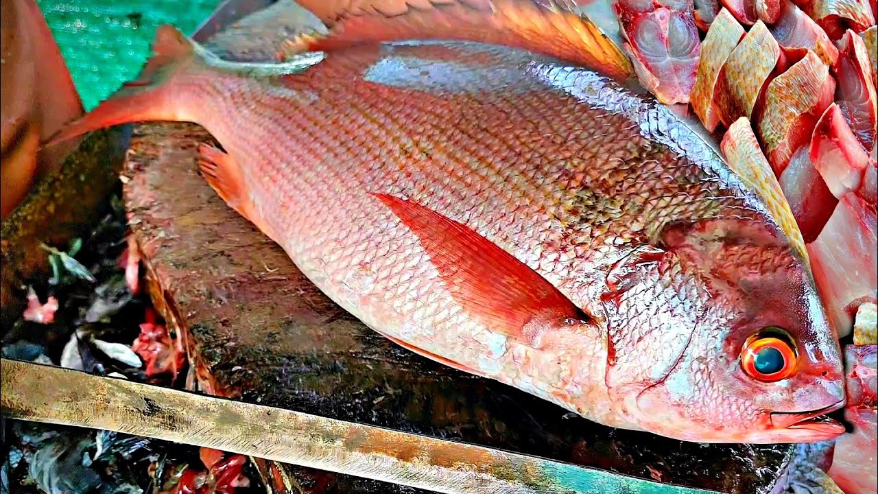 Big Red Snapper Fish Cutting Skills | Fish in Market | my fish vlog ...