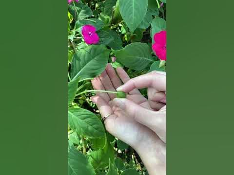 Exploding seed pod (seed dispersion) - YouTube