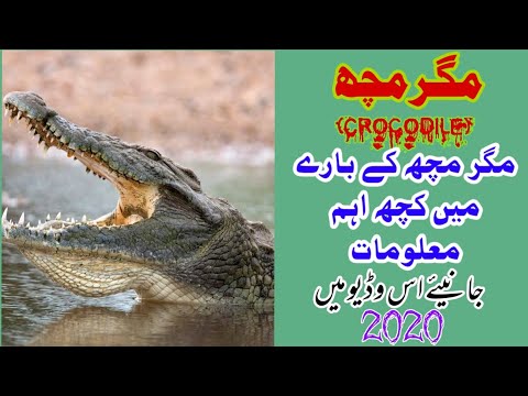 Crocodile (Magar Mach) | Dangerous Animal | Story About Crocodile 2020 ...