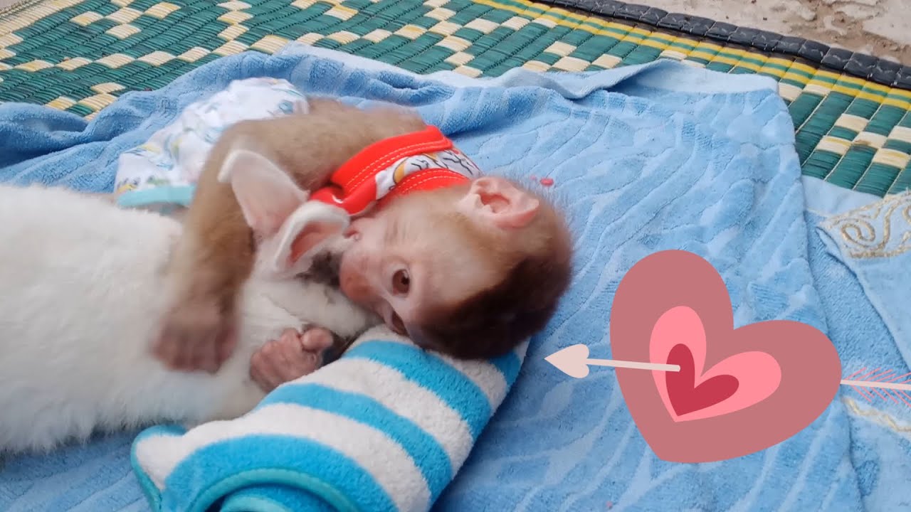 play together so happy with my friend ...#animals #monkeyvideo #viral # ...