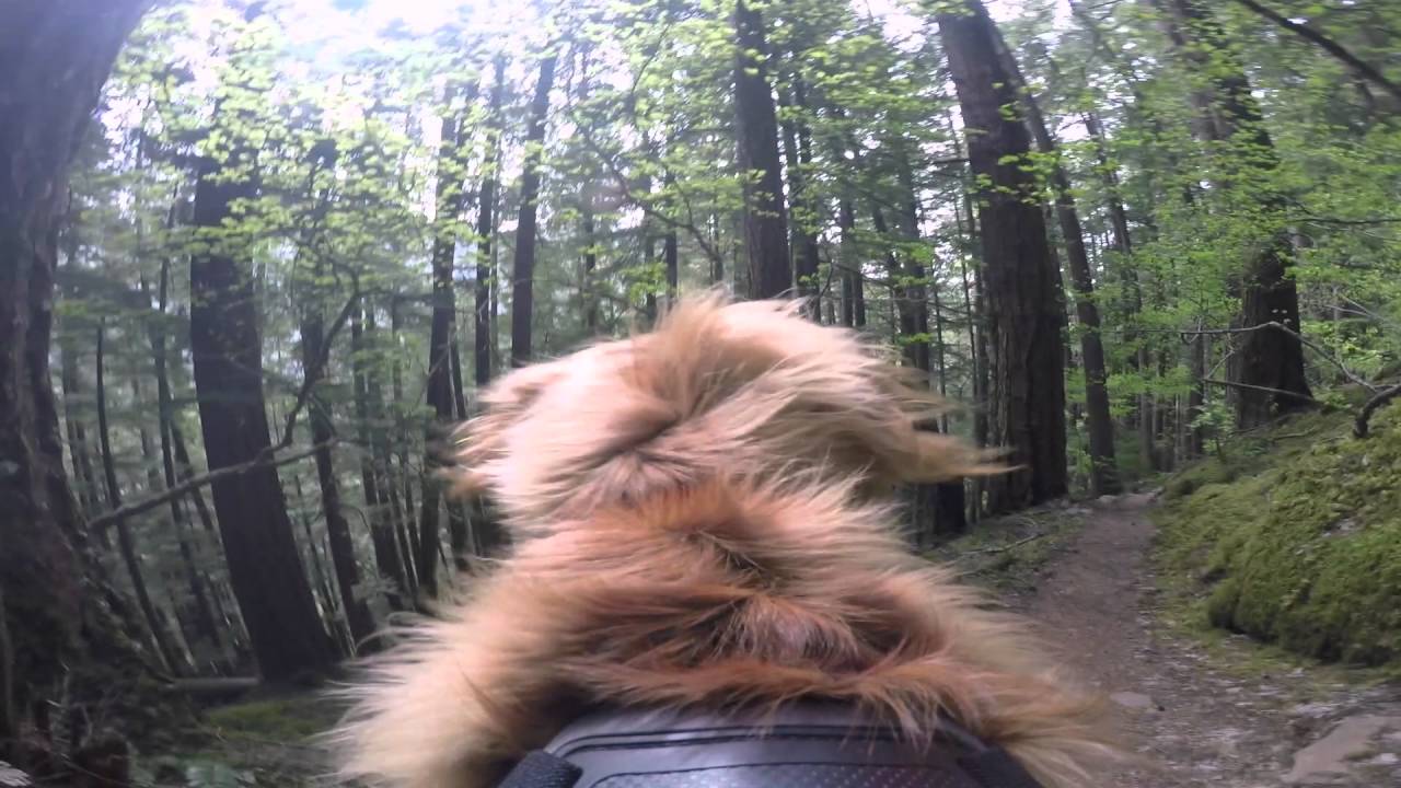 Riley hiking - YouTube