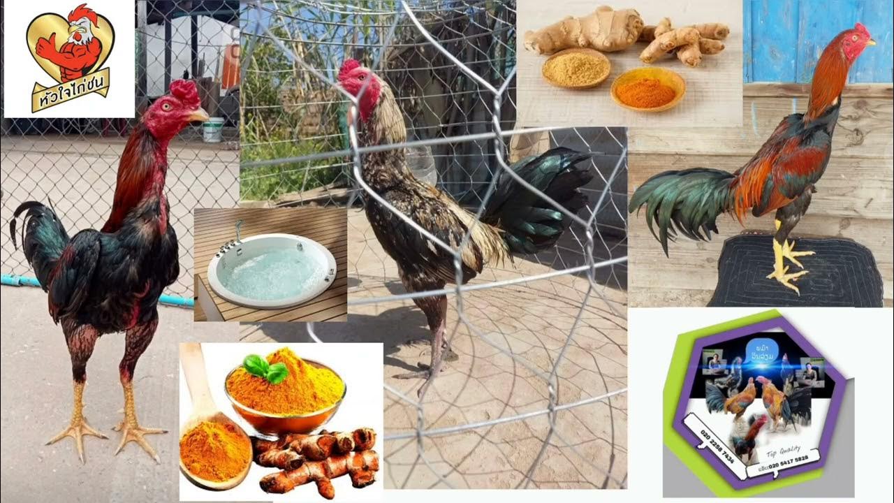 2 yam Tham qhia Kev Ntxuav Qaib & Siv qhiav daj phleev tha pab tau Qaib Sib Ncaw li cas? point 3 ...