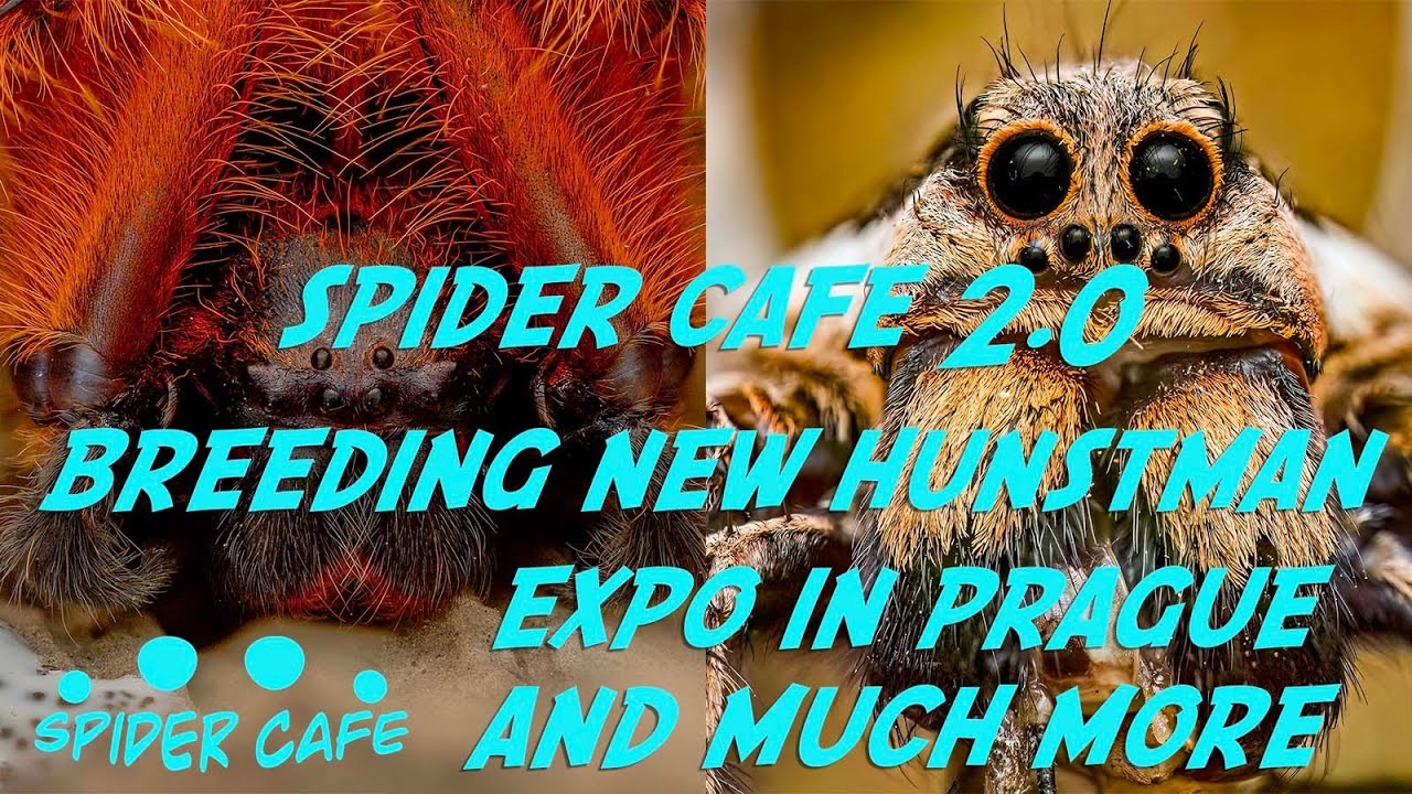 Breeding the coolest huntsman, expo in Prague, new spiders from Standa ...