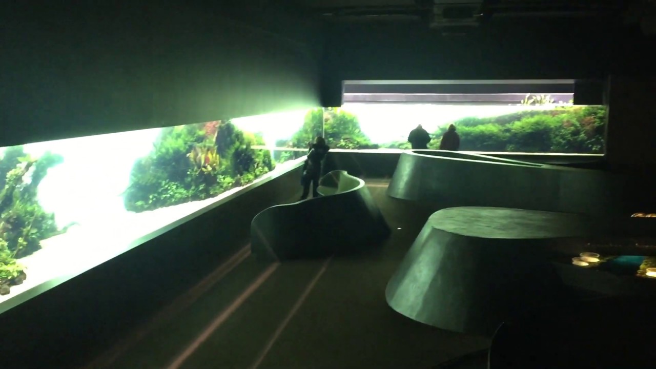 The Longest aquascape planted aquarium in the world - YouTube