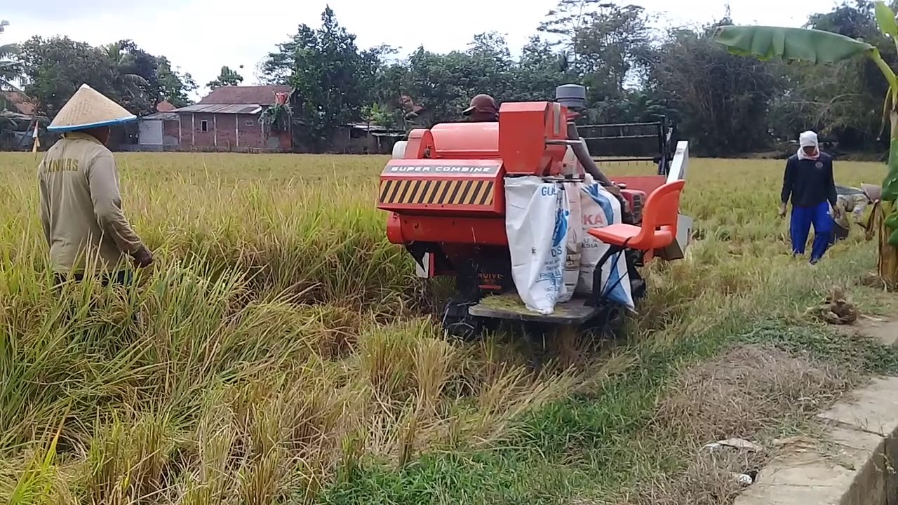 PANEN PADI PAKAI MESIN COMBINE HARVESTER - YouTube
