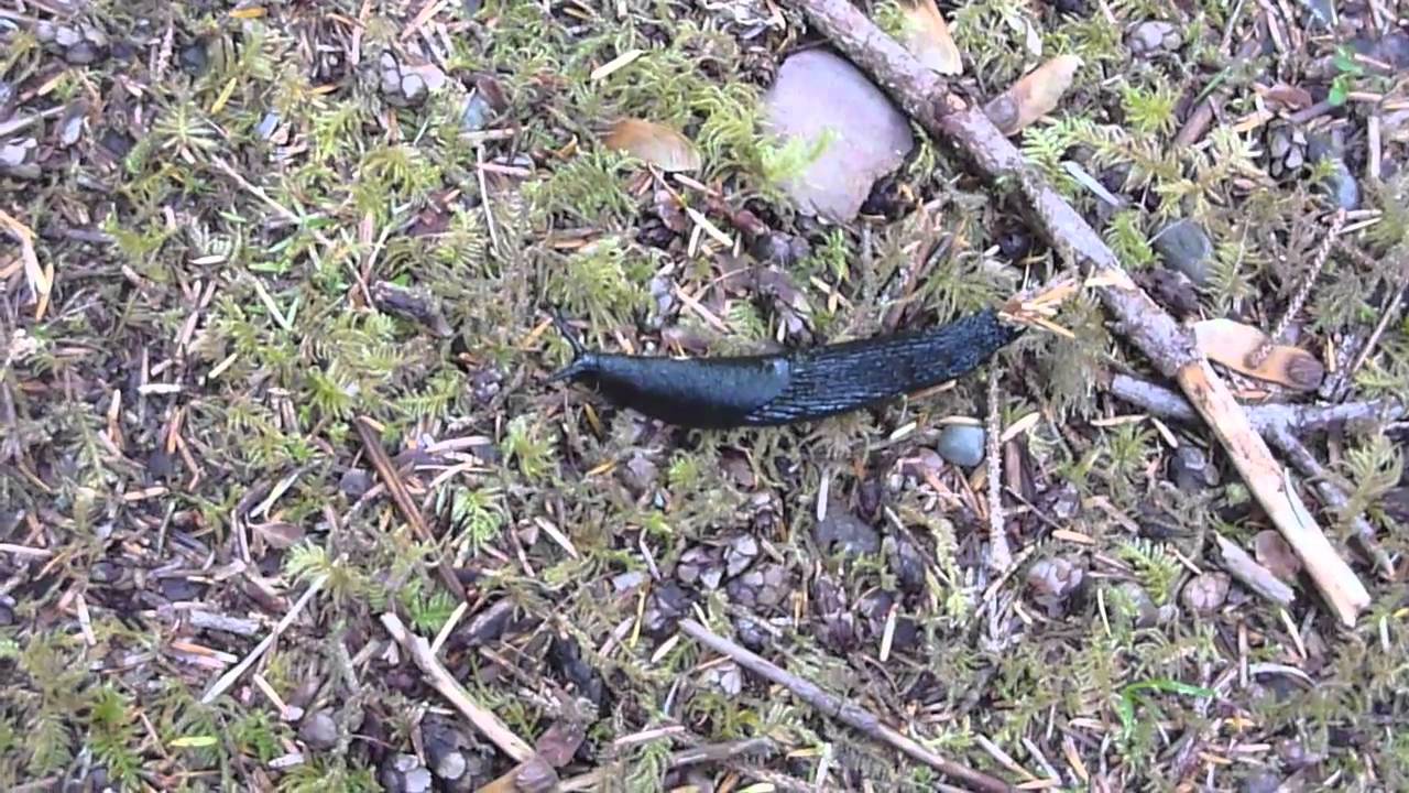 Invasive European Black Garden Slug - YouTube